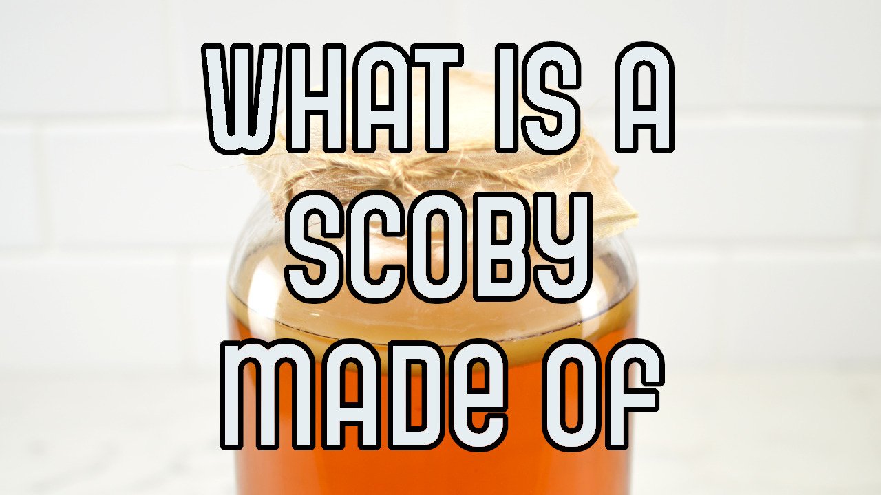 What Is A SCOBY Made Of? | Great Kombucha